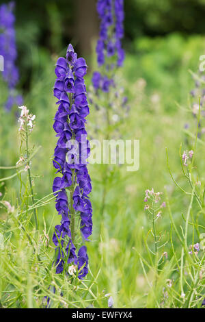 Aconitum napellus Monk’s hood - helmet-shaped dark purple flowers and ...