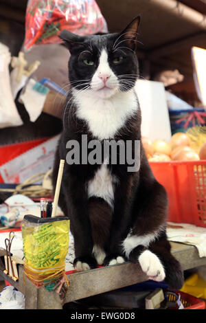 Funny portrait arrogant short-haired domestic tabby cat posing on dark ...