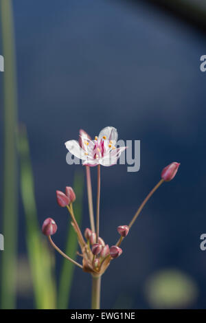 Flowering Rush, Butomus umbellatus, Marginal plant, Garden pond, Sussex ...