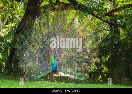 Peahen bird with peacock feathers. Blue indigo monochrome composition ...