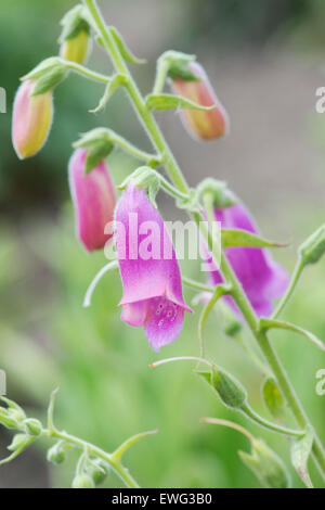 Spanish foxglove (Digitalis thapsi Stock Photo - Alamy