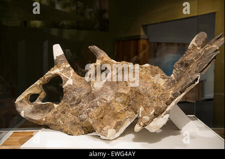 Regaliceratops peterhewsi, a newly discovered genus and species of ...