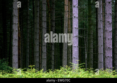 Pines Woodlands Misk Hills,HS2 high speed rail route in Nottinghamshire ...