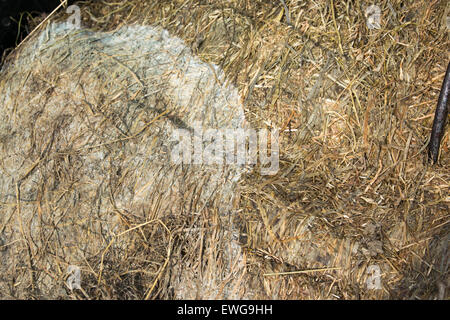 Mould formed on big bale silage, which make sit harmful to feed to ...