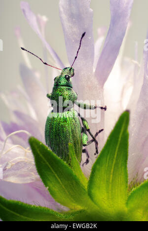Beetle green Weevil (Phyllobius maculicornis) on a flower with the dew ...