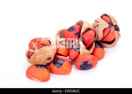 Seeds of Natal mahogany tree (Trichilia emetica) Nelspruit, Mpumalanga ...