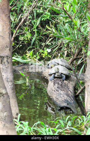 Turtles in Yacuma river, at Bolivian Pampas. Pampas del Yacuma protect ...