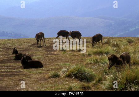 Nilgiri Tahrs (Mountain Goats) sparring at Aravikulam National Park in ...