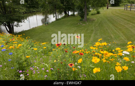 Wildflowers on Erie Canal embankment Stock Photo: 84594143 - Alamy