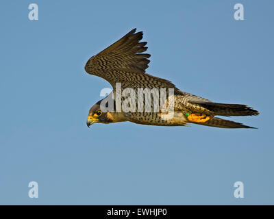 Peregrine Falcon (Falco peregrinus), male and female at the eyrie with ...