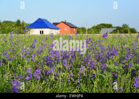 Lawn with wildflowers in front farmhouses Stock Photo - Alamy
