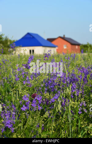 Lawn with wildflowers in front farmhouses Stock Photo - Alamy
