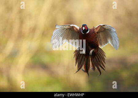 Rooster pheasant flying towards the camera, wings out stretched, in ...