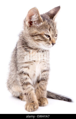 Small gray kitten isolated on white background playing with white yard ...