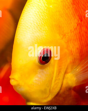 Beautiful portrait of red-orange discus fish Stock Photo - Alamy