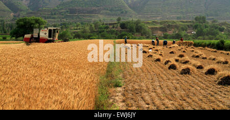 Qingyang, China's Gansu Province. 25th June, 2015. Farmers harvest wheat at Helianwan Village in ...