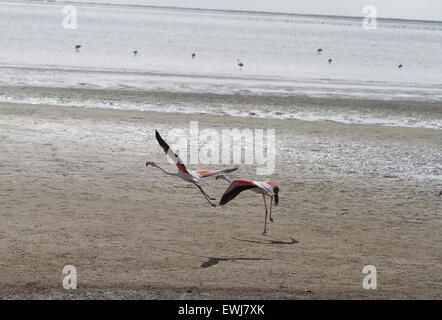 Some red flamingos in a namibian lagoa Stock Photo - Alamy