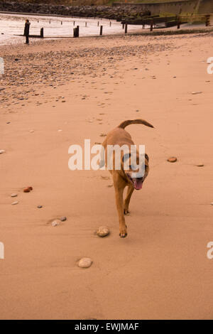The beach at Seaham, Co Durham, England UK Stock Photo - Alamy