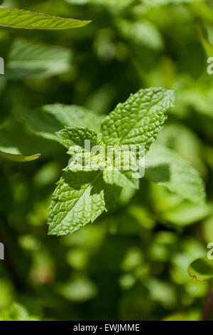 Mentha piperita var. citrata, Mentha aquatica 'Citrata', lemonmint ...