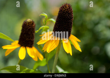 Great coneflower (Rudbeckia maxima) "Dumbo's ears" - USA Stock Photo ...