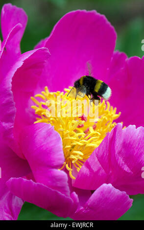 Cologne, Germany. 31st May, 2015. Barcelona's goalkeeper Danijel Saric ...