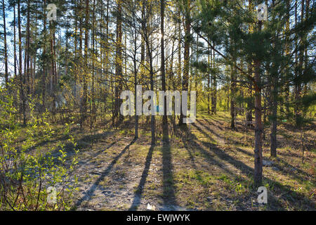 Pine forest in a May morning. Walk through the forest. Sulejówek ...