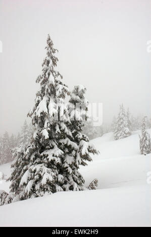 Winter forest at Timberline, Mt Hood National Forest, Oregon Stock ...