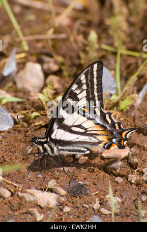 Pale Swallowtail (Papilio eurymedon) butterfly perched on tree Stock ...