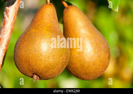 Hood River County, OR Pear orchard in blossom with Mt. Hood in the ...