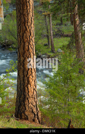 Malheur Wild and Scenic River with ponderosa pine, Malheur National ...