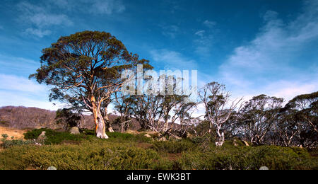 Australia: Snow gums, Snowy Mountains, NSW Stock Photo - Alamy