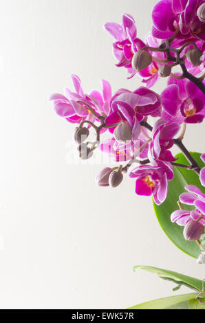 Branch of pink orchid with flowers and buds. Against the background of ...