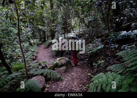 Elderly hikers walk through the sub-tropical laurel greenery of El ...