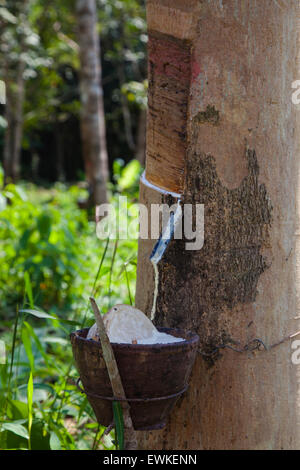 Gum Tree Plantation, near Khao Sok National park. Thailand Stock Photo ...
