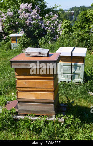 beekeeping, Finland Europe Stock Photo - Alamy