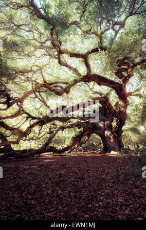 Angel Oak Tree, Charleston South Carolina Stock Photo - Alamy