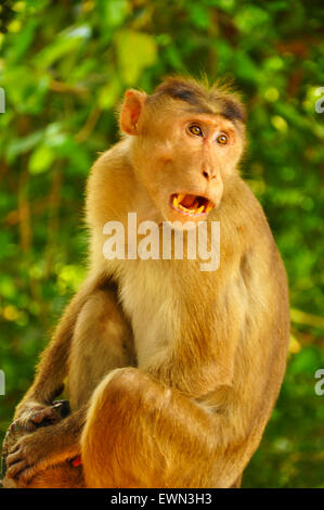 Angry monkey on the tree Stock Photo - Alamy