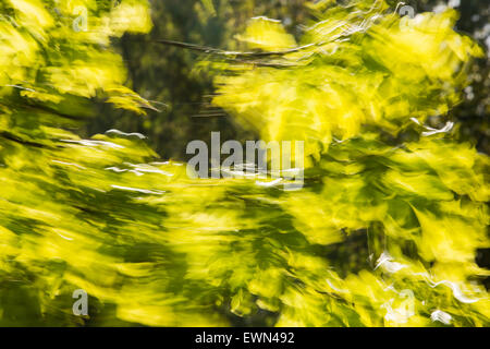 An Oak tree, swaying in the wind Stock Photo - Alamy