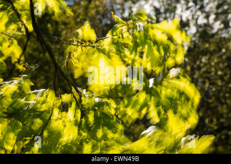 An Oak tree, swaying in the wind Stock Photo - Alamy