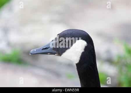 Canadian goose up close with its eye looking at you. Wildlife bird ...
