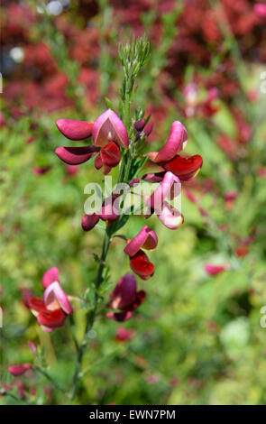 red broom plant Windlesham Ruby flowers in spring Stock Photo - Alamy