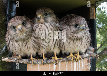 young Common Kestrels at nesting box / Falco tinnunculus Stock Photo ...