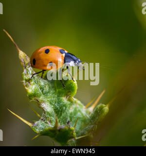 British native seven spot ladybird on a buttercup, Yorkshire, UK Stock ...