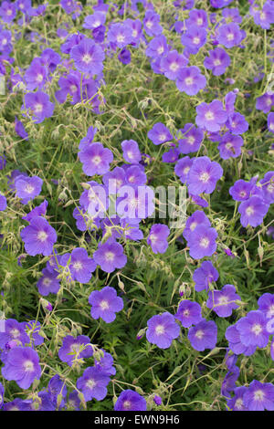 Geranium Orion, cranesbill 'Orion', a blue flowering geranium plant ...