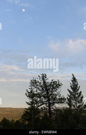 Kit Carson National Forest near Abiquiu Rio Arriba County New Mexico ...