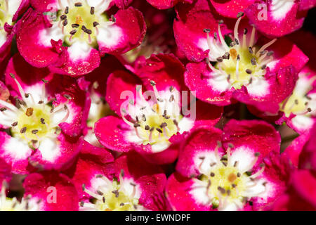 Midland Hawthorn Crataegus laevigata blossom spring Warwickshire colour ...