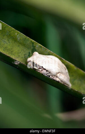 Common Mexican Tree frog Smilisca baudinii on grass near Boca Tapada ...