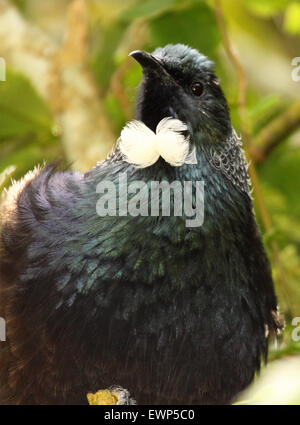 Tui (Prosthemadera novaeseelandiae) portrait, New Zealand Stock Photo ...