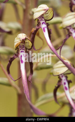 Himantoglossum hircinum, Lizard Orchid, detail of bloom wild plants ...