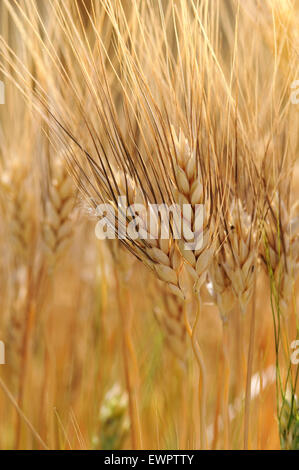 Durum (Triticum durum), wheat Stock Photo - Alamy